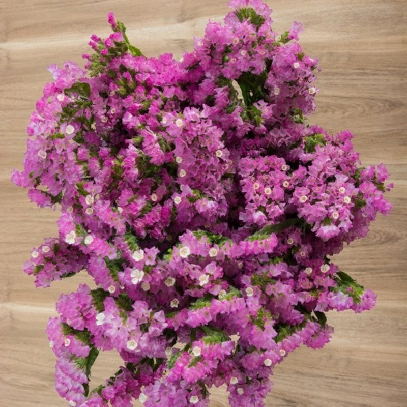 Statice Seeds - Etsy