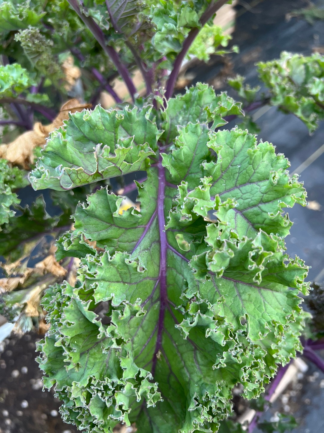 Kale Redbor Seed 50 - Etsy