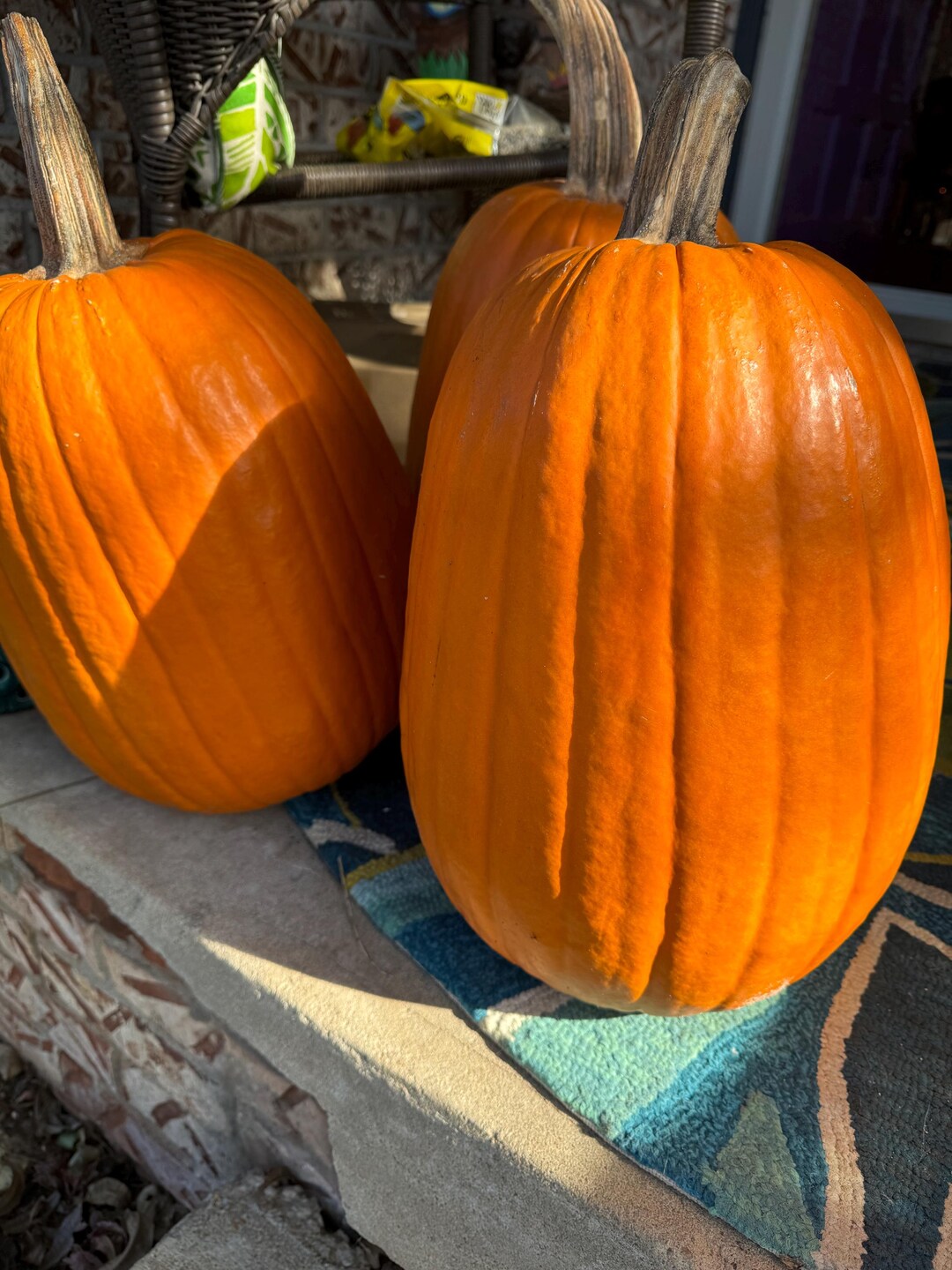 Rare Giant Pumpkins 19-inches Tall Extra Large Pumpkin Seed 15 - Etsy