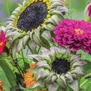 Sunflower Sun-fill Purple Seeds 25 - Etsy