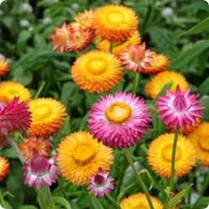 Strawflower Sultane Mix Seed 50 - Etsy