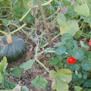 Gourd Daisy Seeds 15 - Etsy