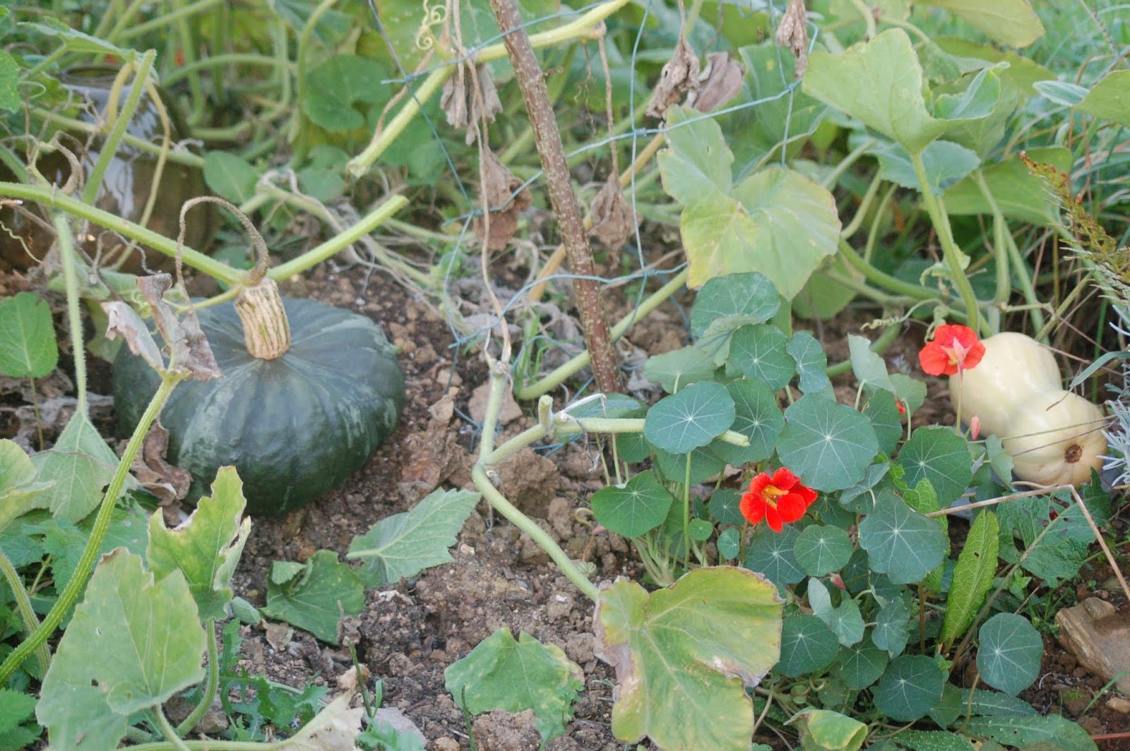 Gourd Daisy Seeds 15 - Etsy