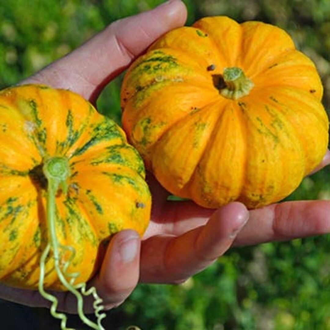 Pumpkin Baby Pumpkins Mini Jack Seeds 20 - Etsy