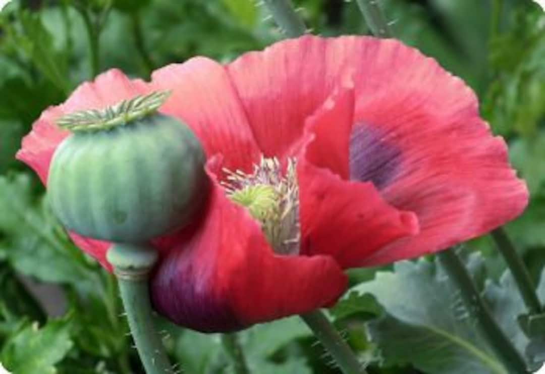 Pepperbox Poppy Heirloom Seeds 20 - Etsy