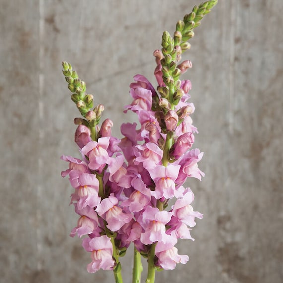 Snapdragon Potomac Lavender Seeds 50 - Etsy