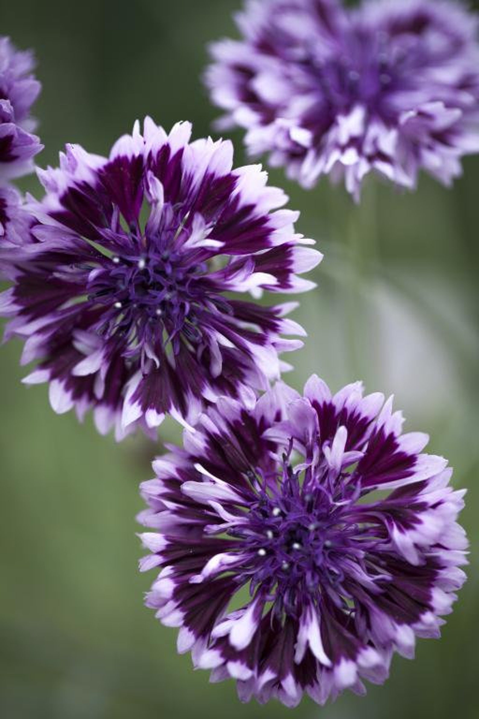 Centaurea Classic Magic Seeds 30 - Etsy