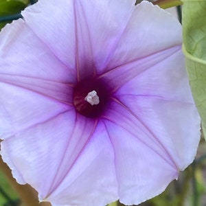 Moonflower Lavender Moon Flower Vine Seeds 10 - Etsy