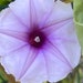 Moonflower Lavender Moon Flower Vine Seeds 10 - Etsy