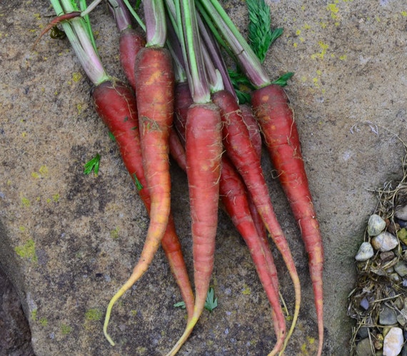 Carrots Atomic Redsun Carrot Seeds 50 | Etsy