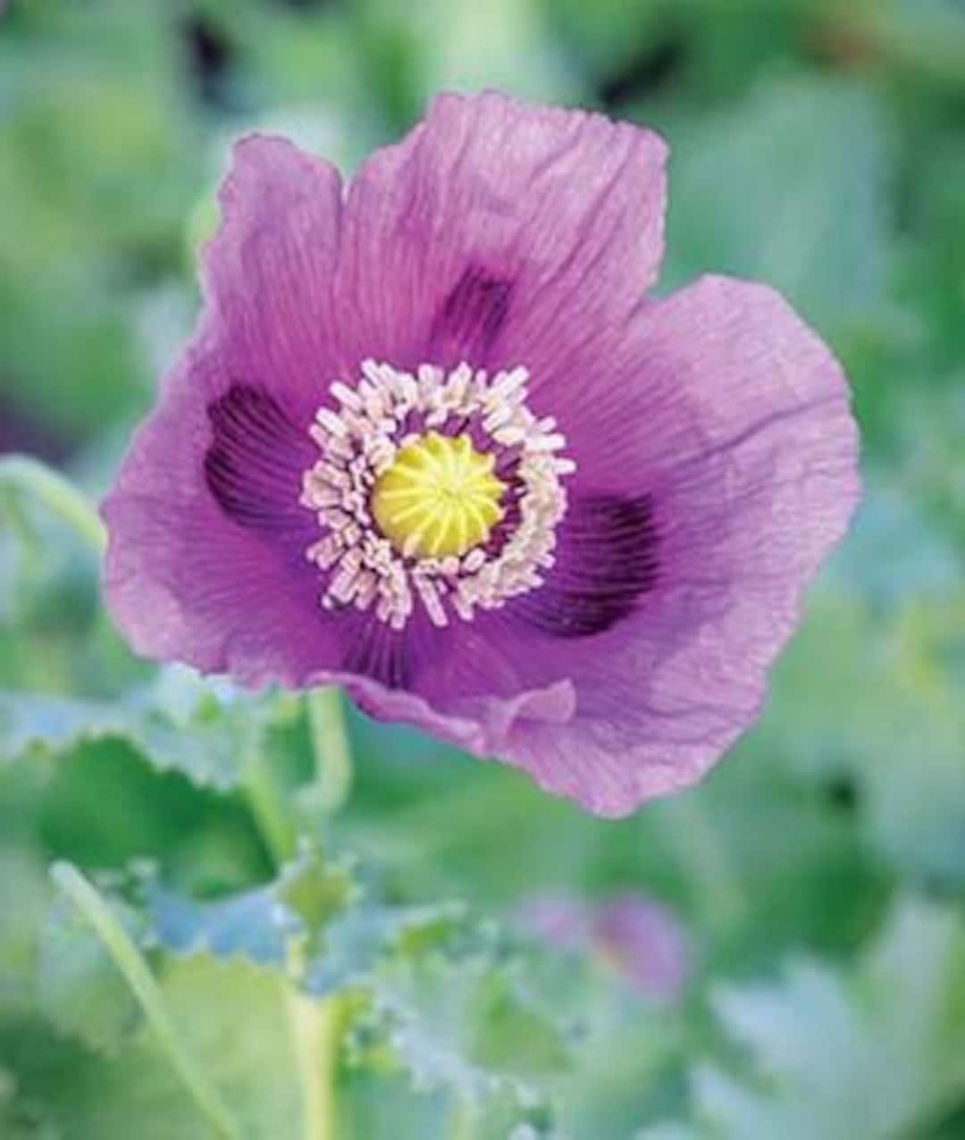 Hungarian Blue Poppy Heirloom Seeds 20 - Etsy