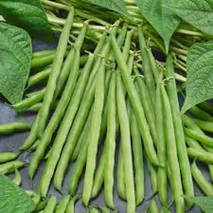 Bean Bush Filet French Gold Seeds 50 - Etsy