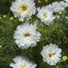 Cosmo Double Click Snow Puff Flower Seed 25 - Etsy