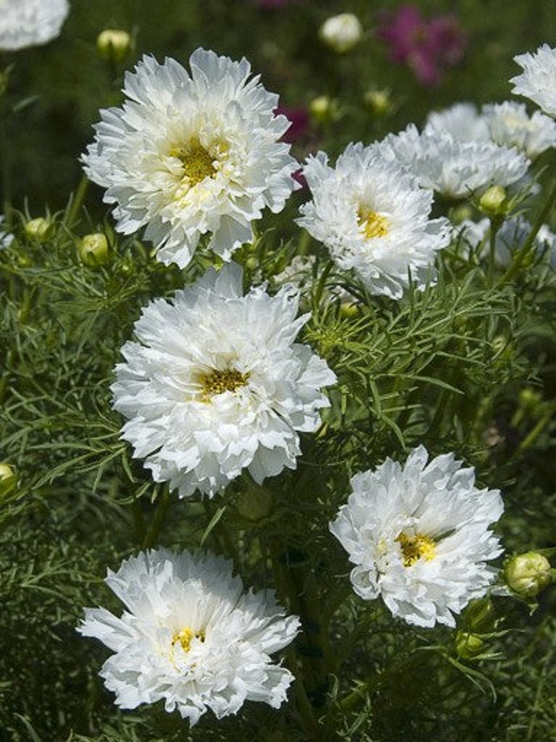 Cosmo Double Click Snow Puff Flower Seed 25 - Etsy