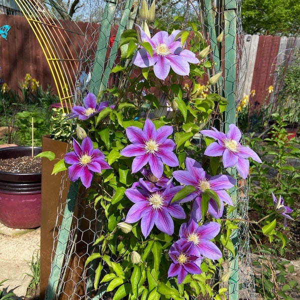 Clematis - Etsy
