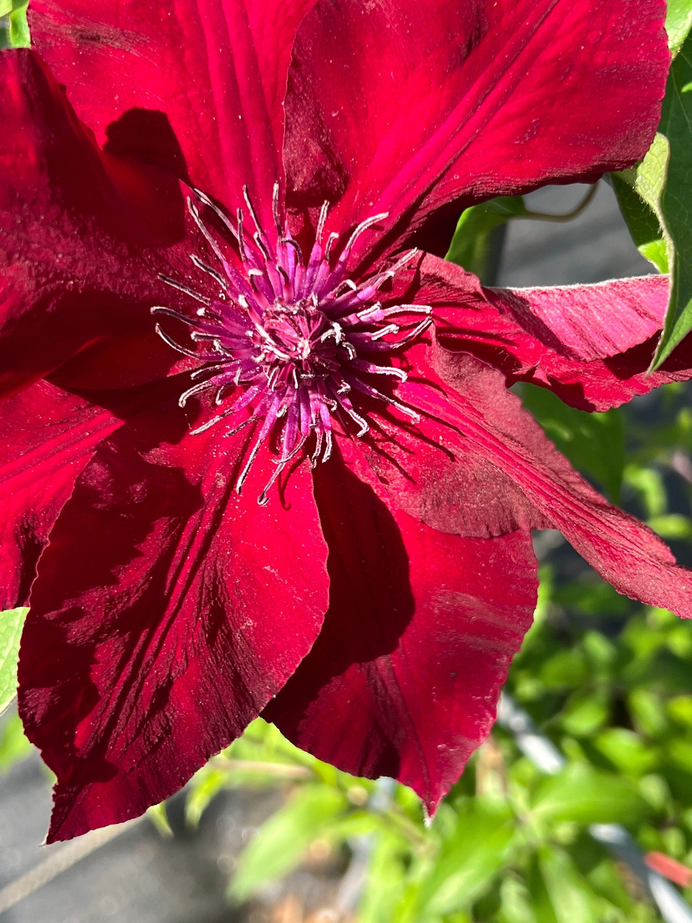 Red Clematis