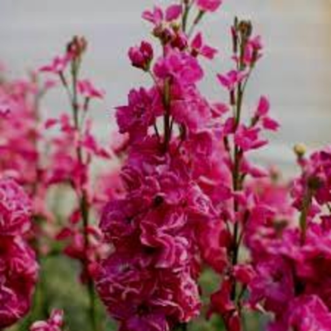 Stock Rose Pink Flower Seed 25 - Etsy