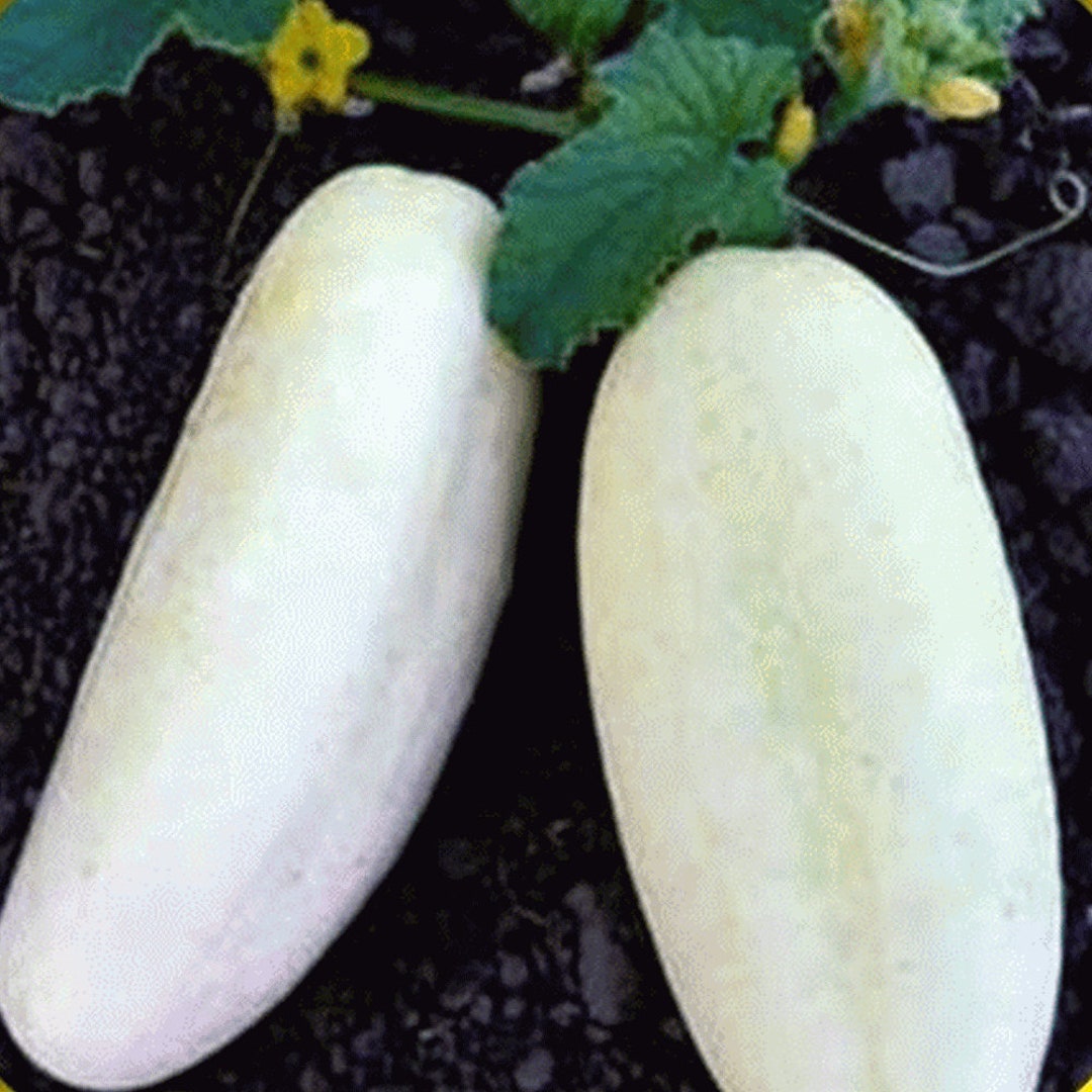 Cucumber White Cucumber Seeds 15 - Etsy