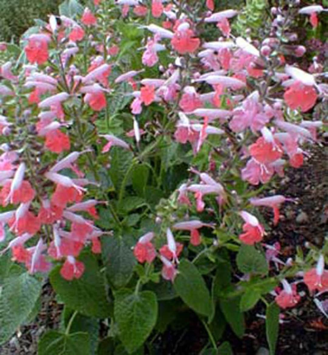 Salvia Hummingbird Coral Nymph Flower Seeds 20 - Etsy