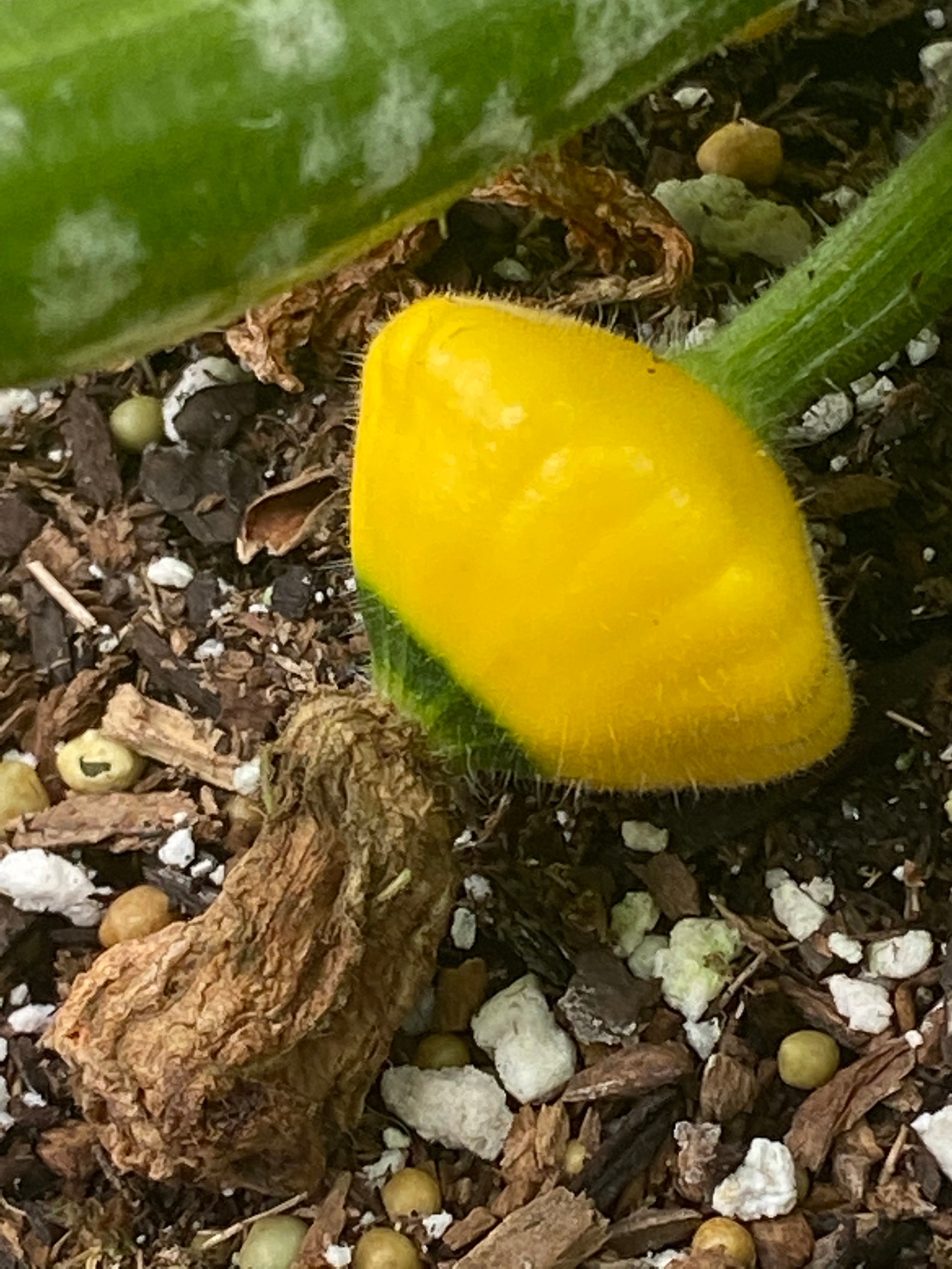 Squash Patty Pan Lemon Sun Vegetable Seed 25 - Etsy