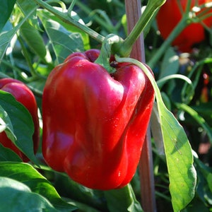 Pepper 3x Red Knight Seed 20 - Etsy