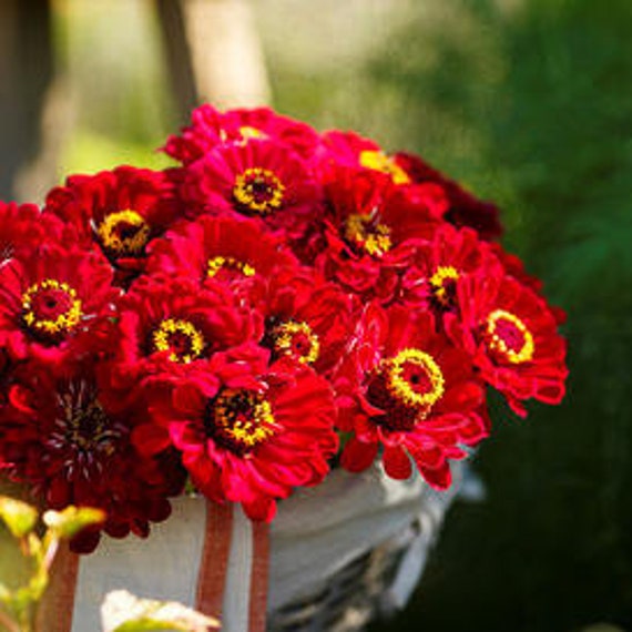 Zinnia Will Rogers Red Flower Seeds 50 - Etsy
