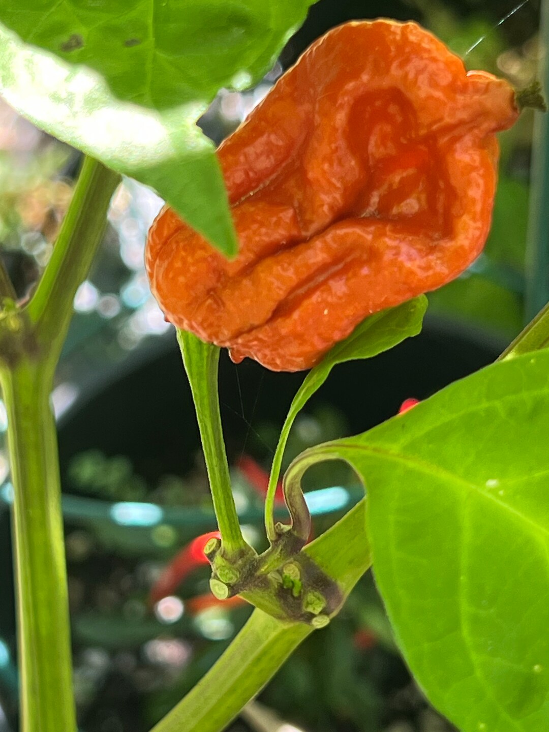 Pepper Carolina Reaper Caramel Hot Pepper Seeds 10 - Etsy