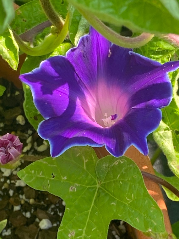 Morning Glory Double Blue picotee Flower Seeds 10 | Etsy