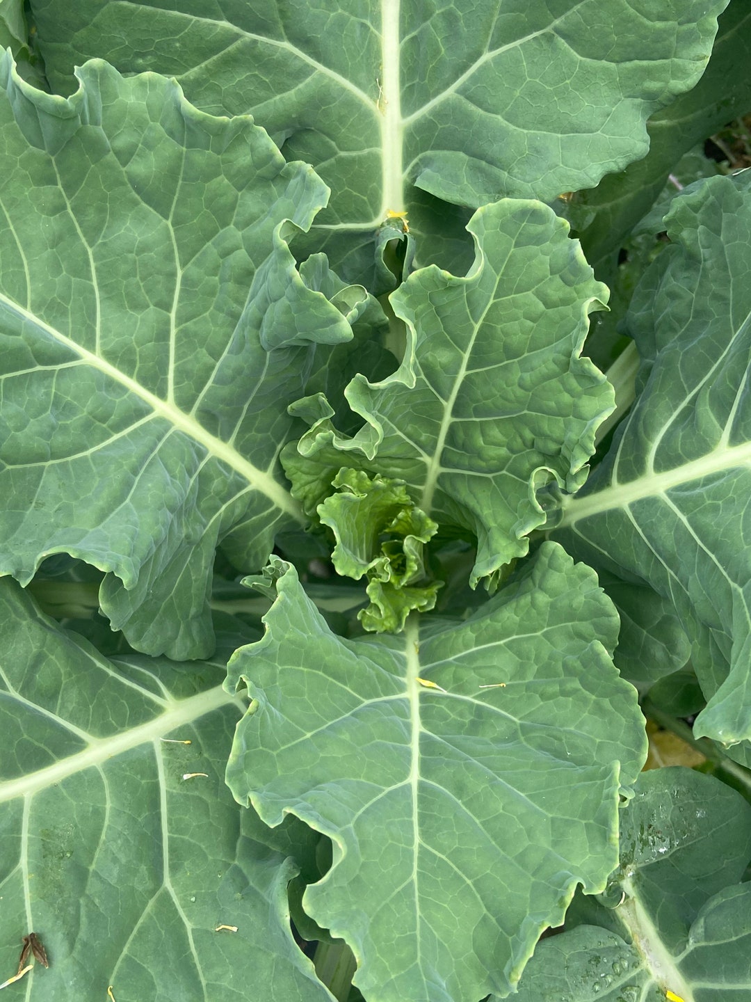 Kale Thousandhead Heirloom Seed 50 - Etsy