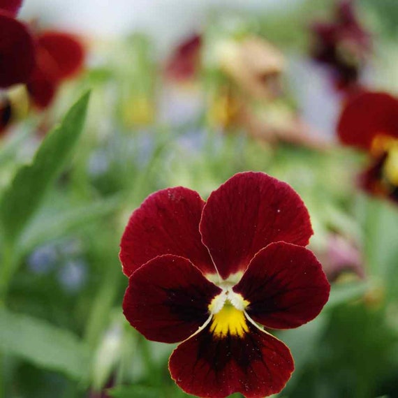 Viola Arkwright Ruby Heirloom Flower Seed 50 - Etsy
