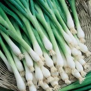 Onion Tokyo Long White Heirloom Seed 100 - Etsy