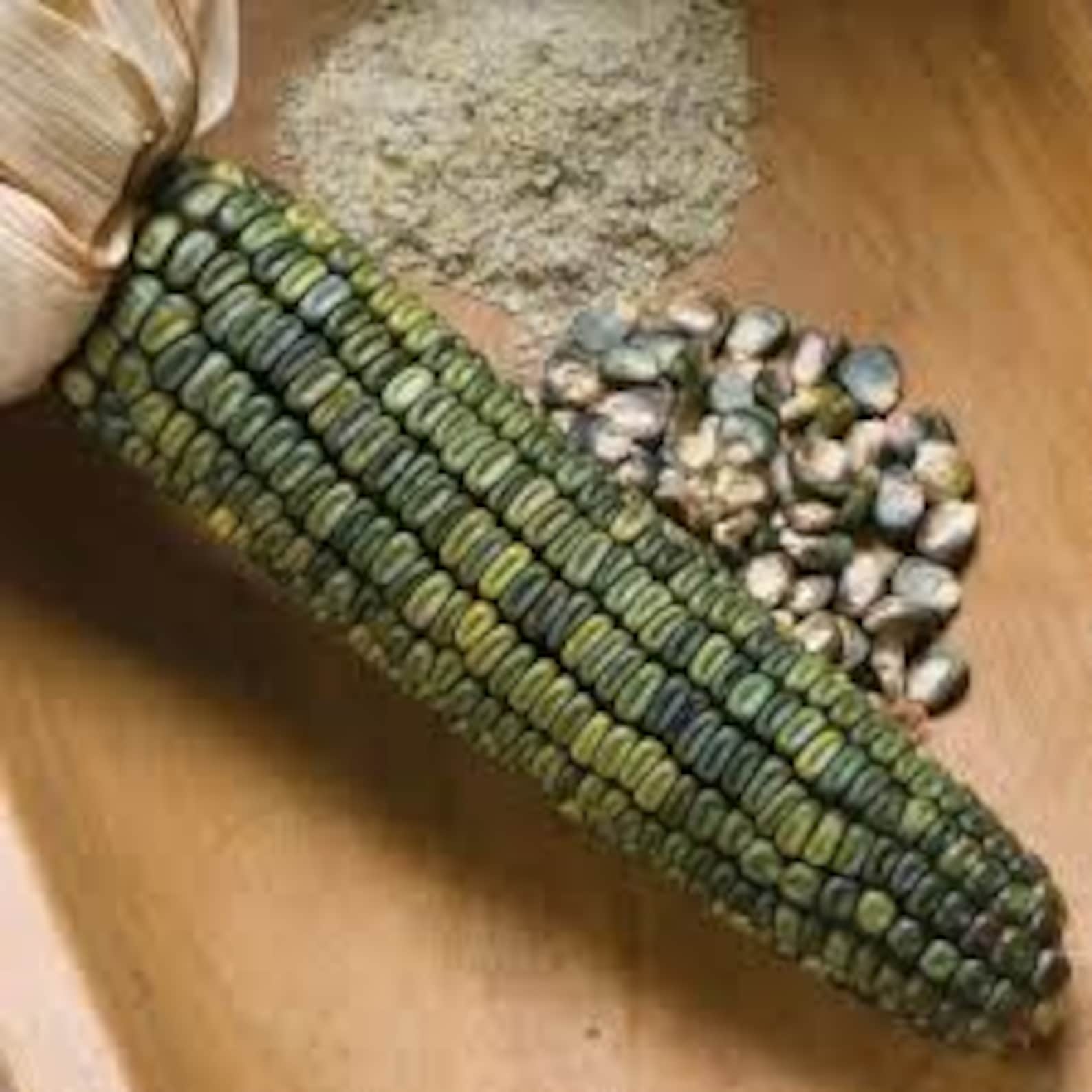 Corn Oaxaca Green Heirloom Seed 100 - Etsy