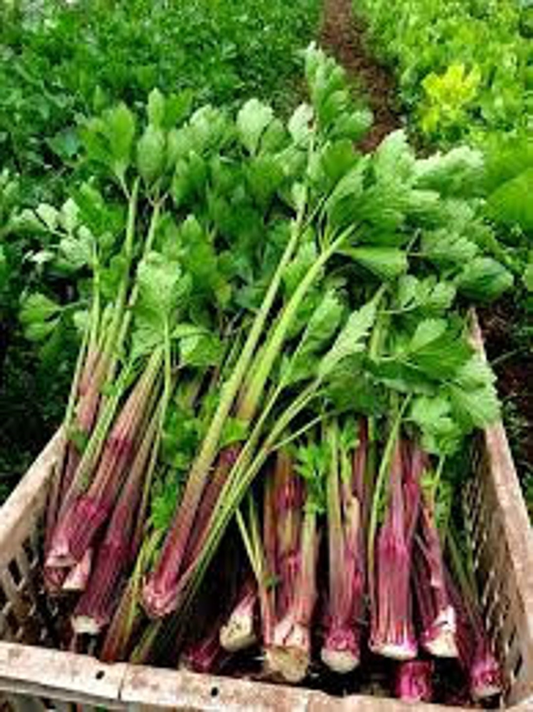 Celery Giant Red Heirloom Seeds 30 - Etsy