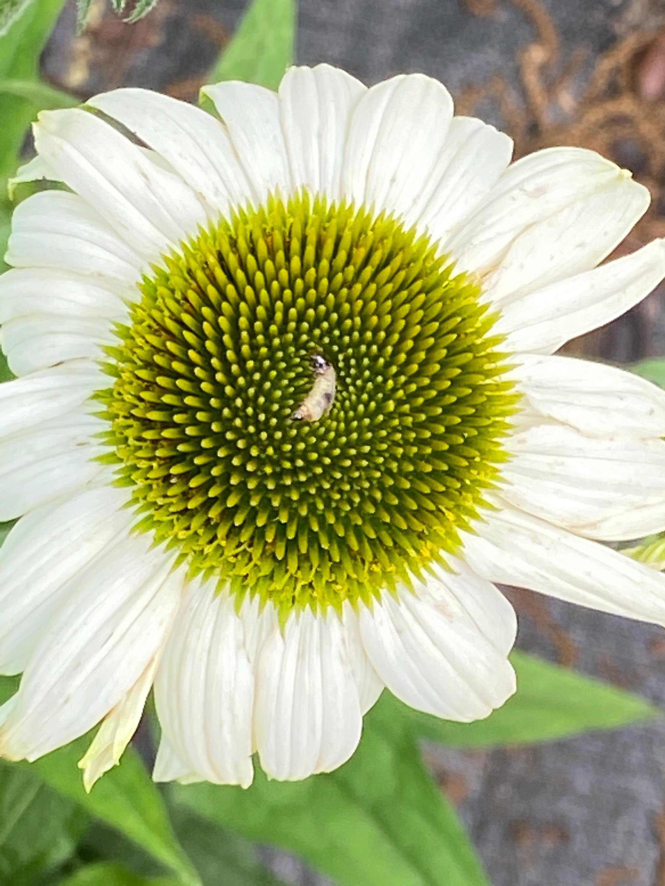 Coneflower Echinacea Pow Wow Flower Seed 50 - Etsy
