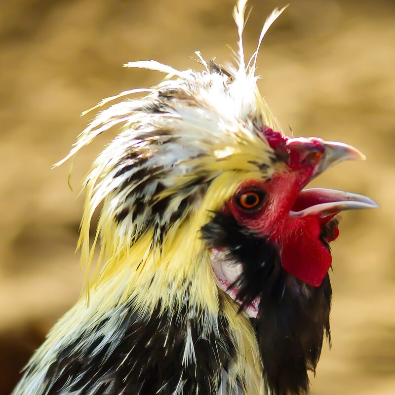 Rooster Crowing - Etsy