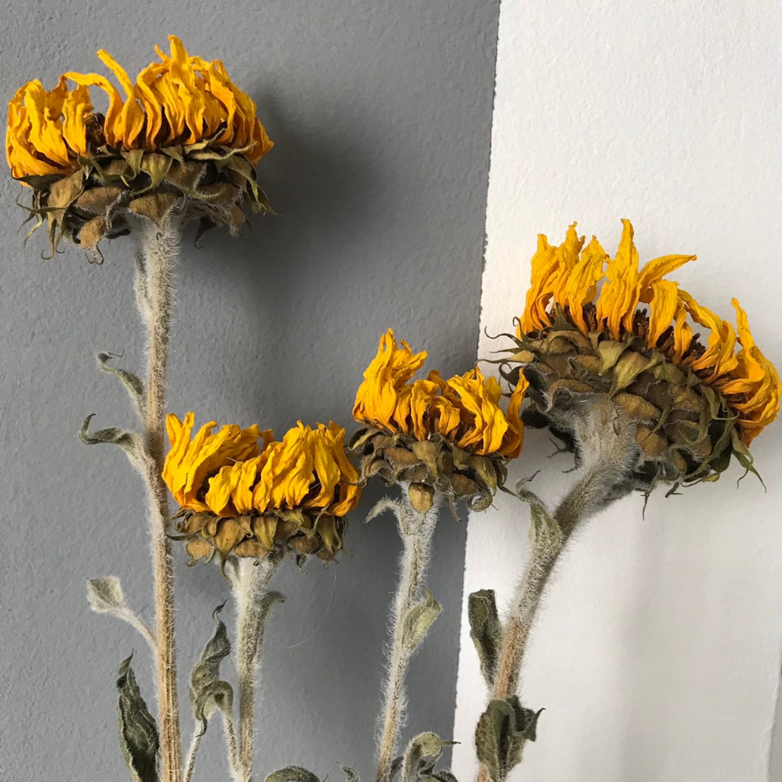 Dried Sunflowers - Etsy