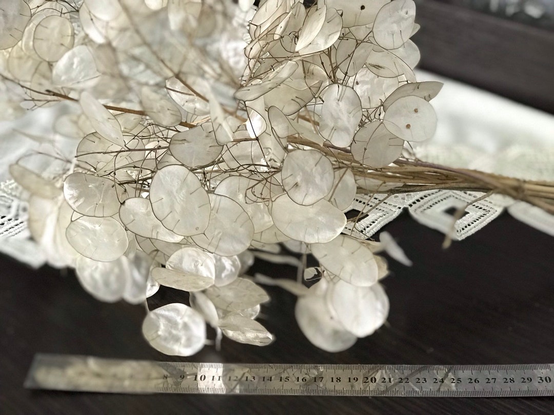 10 Lunaria Branches, Dried Money Plant, Lunaria Stems, Silver Dollar ...