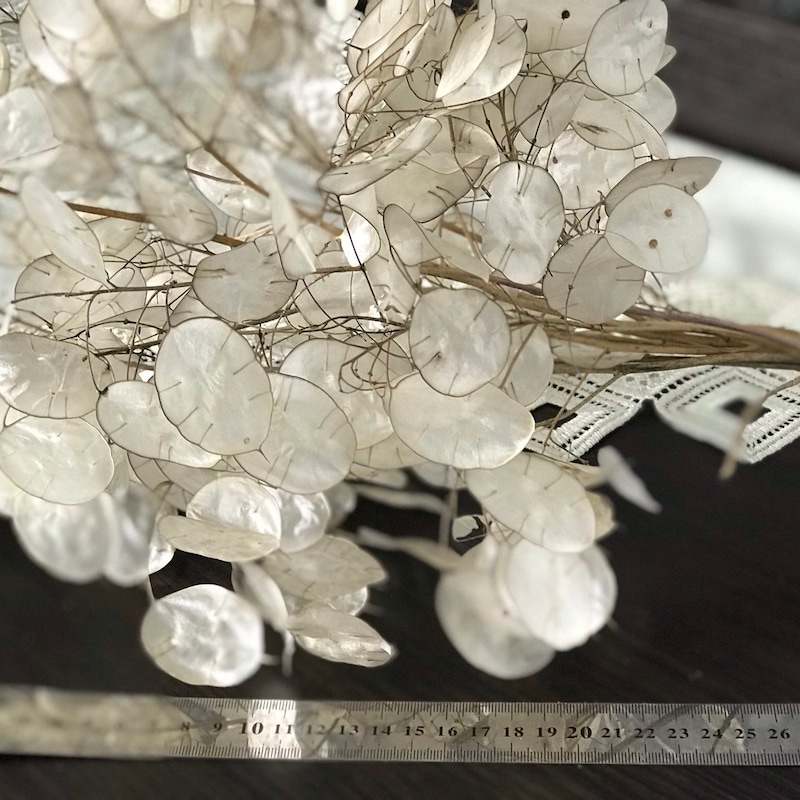 Dried Lunaria - Etsy