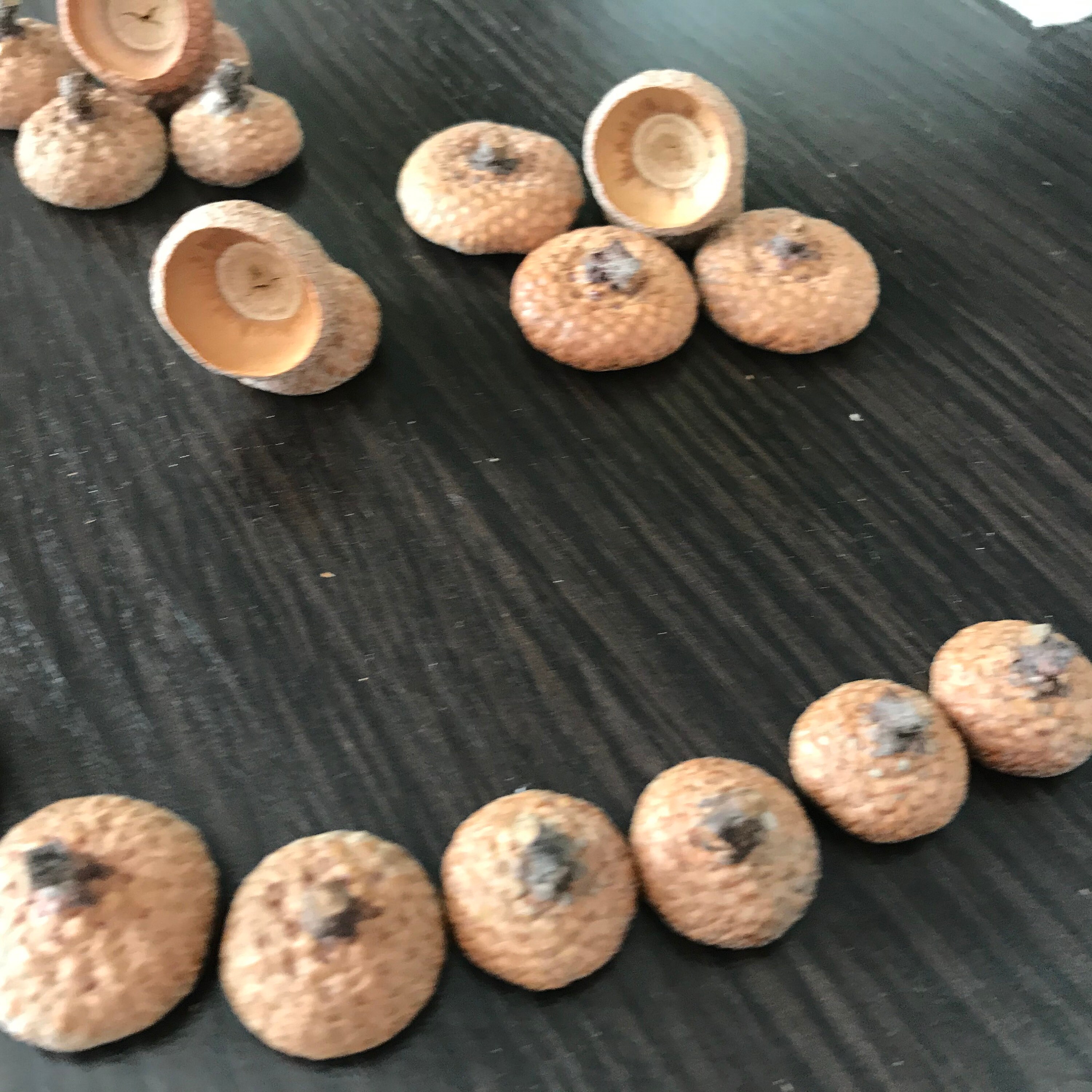 50 Dried Acorns Cap Dried Acorns Acorns With Caps Dried - Etsy