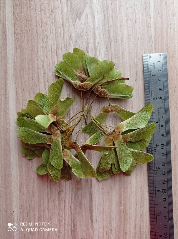 200 Dried Maple Helicoptersmaple Seeds Green Decor Maple - Etsy