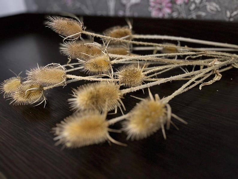 Thistle, Branches Real Dried Thistles ,preserved Flowers , Floral ...