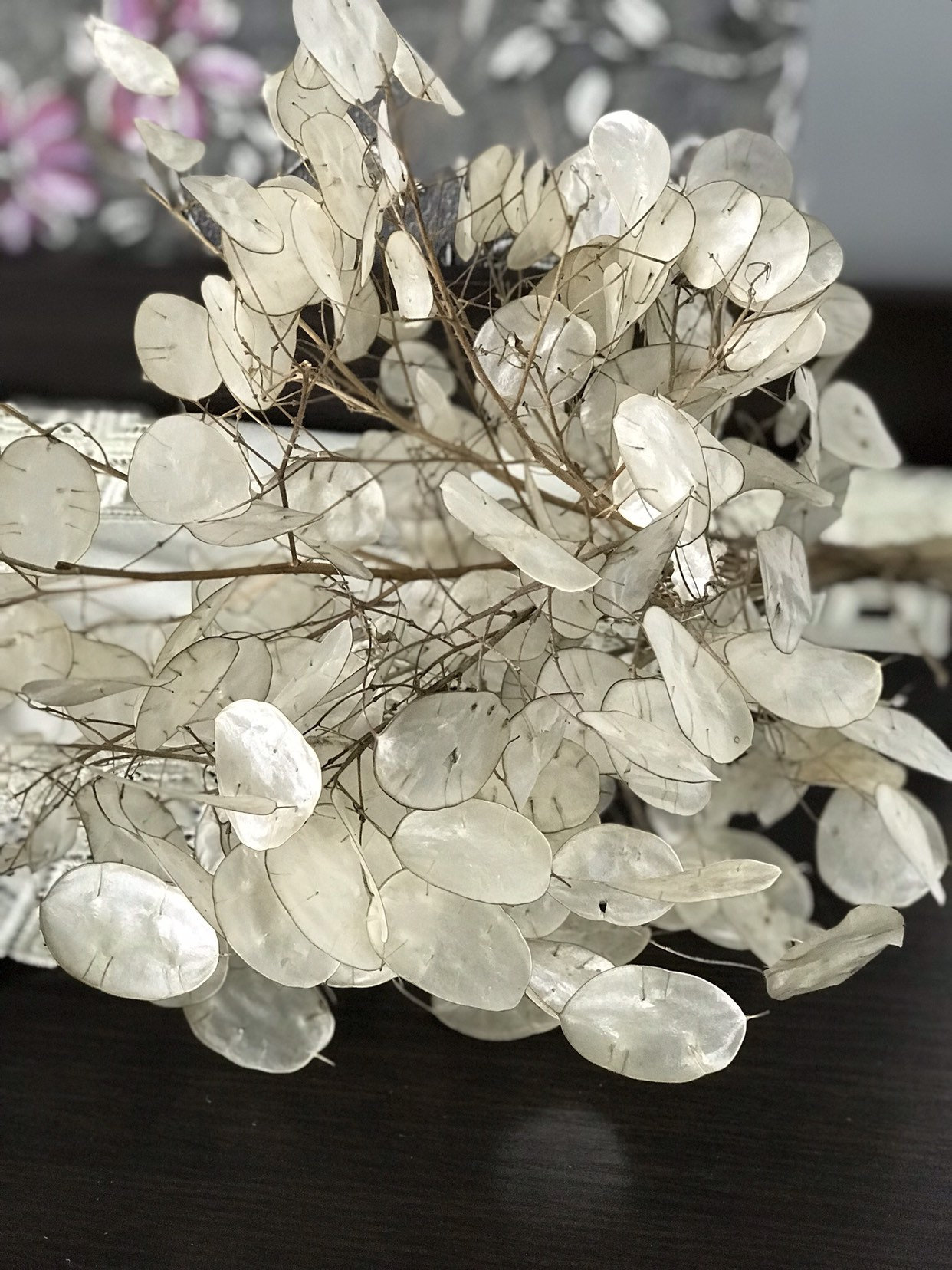 10 Lunaria Branches, Dried Money Plant, Lunaria Stems, Silver Dollar ...
