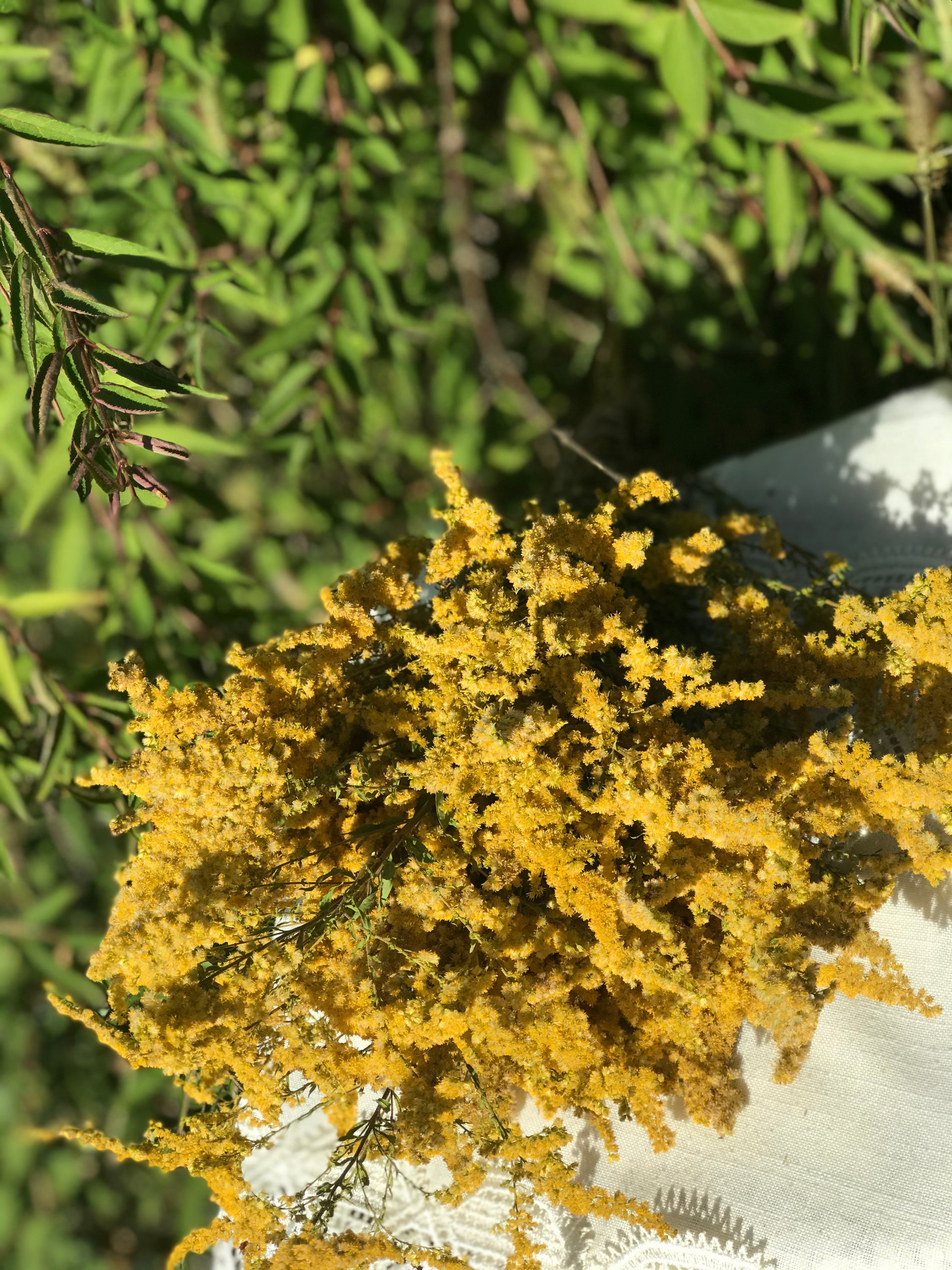 Canadian Goldenrod Yellow Flowers Nice Decor for Kitchen - Etsy