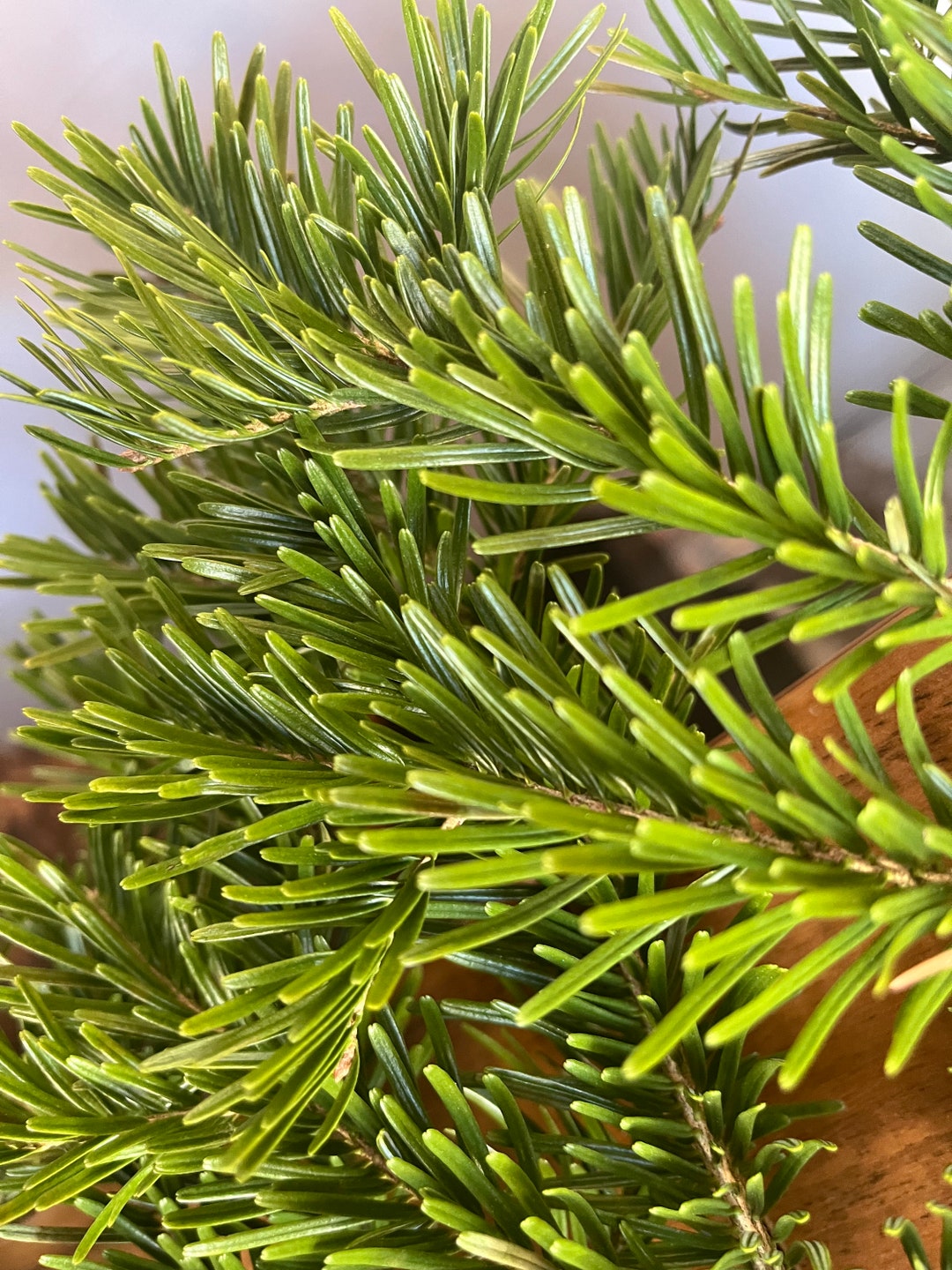 Fir Needle Scent, Spruce Needles, Fir Tree Aroma. - Etsy