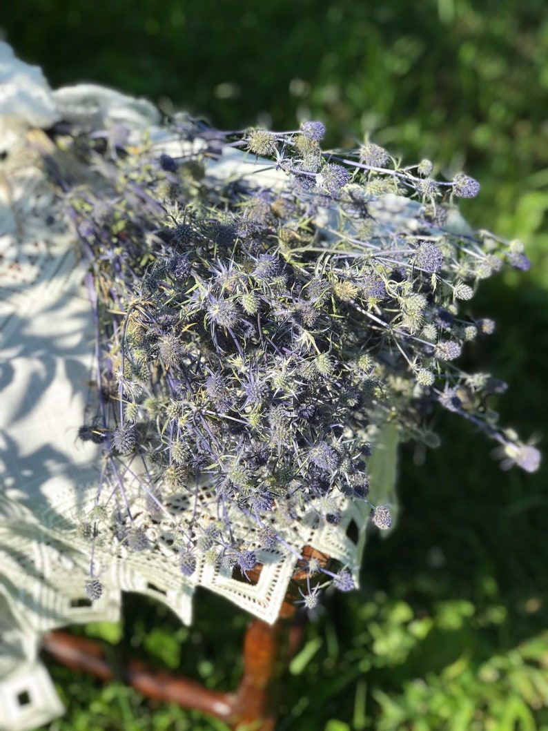 Blue Sea Holly, Bunch of Dried Wild Eryngium. Thistle, Blue Bouquet ...