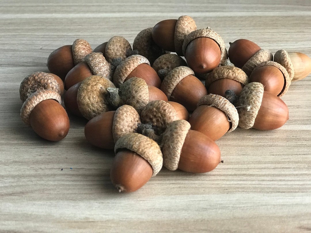 50 Cool Acorns, Autumn Decor, Home Decor, Wonderful Material for ...