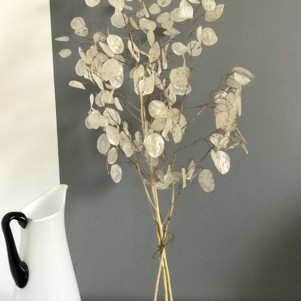 Dried Lunaria - Etsy