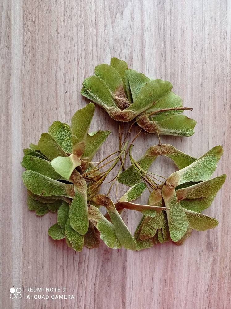 200 Dried Maple Helicopters,maple Seeds, Green Decor, Maple Spouts ...