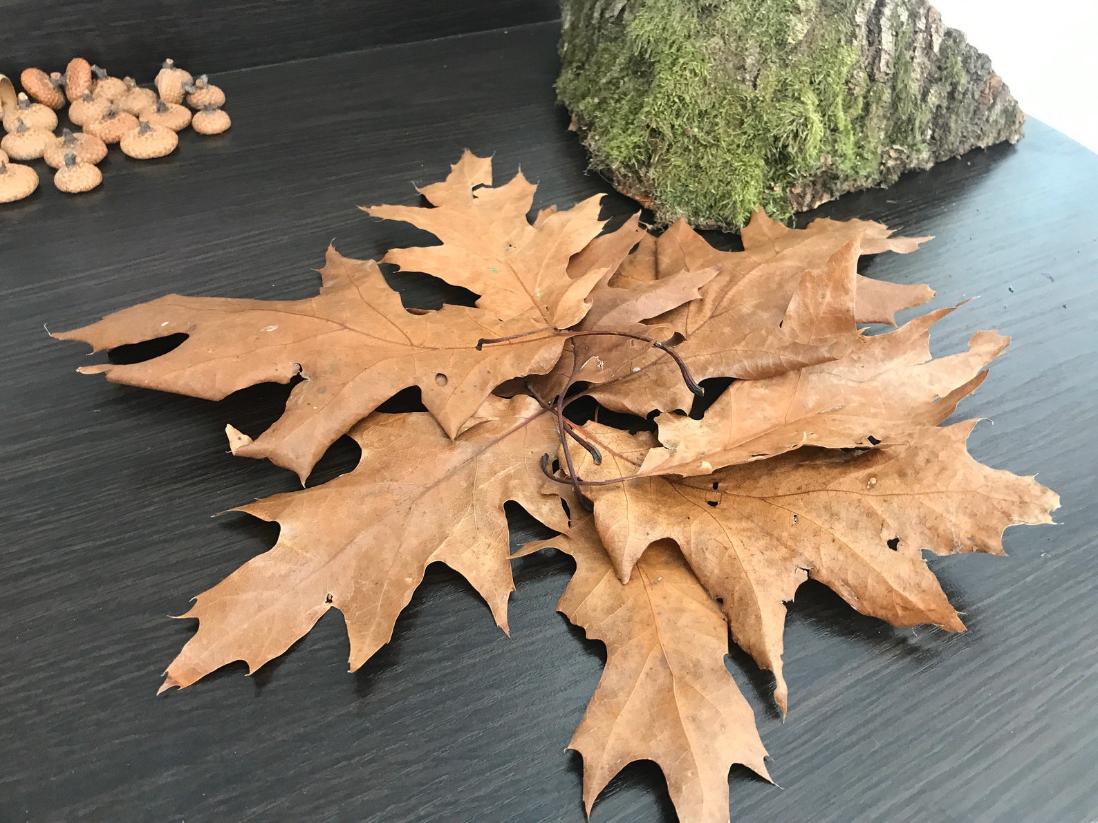 100 Oak Leaves Autumn Joy Autumn Wonder November Falling - Etsy