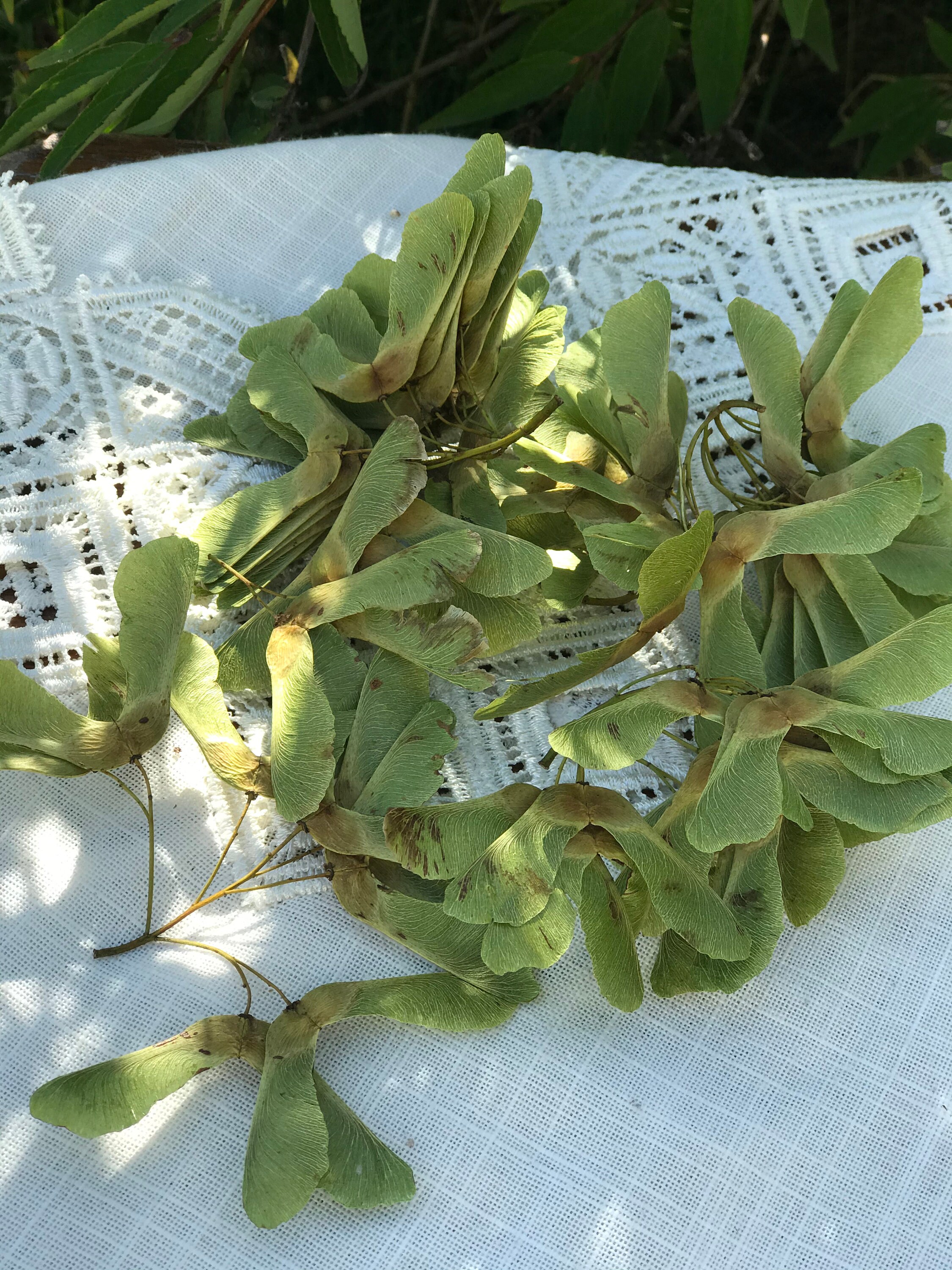 200 Dried Maple Helicopters,maple Seeds, Green Decor, Maple Spouts ...